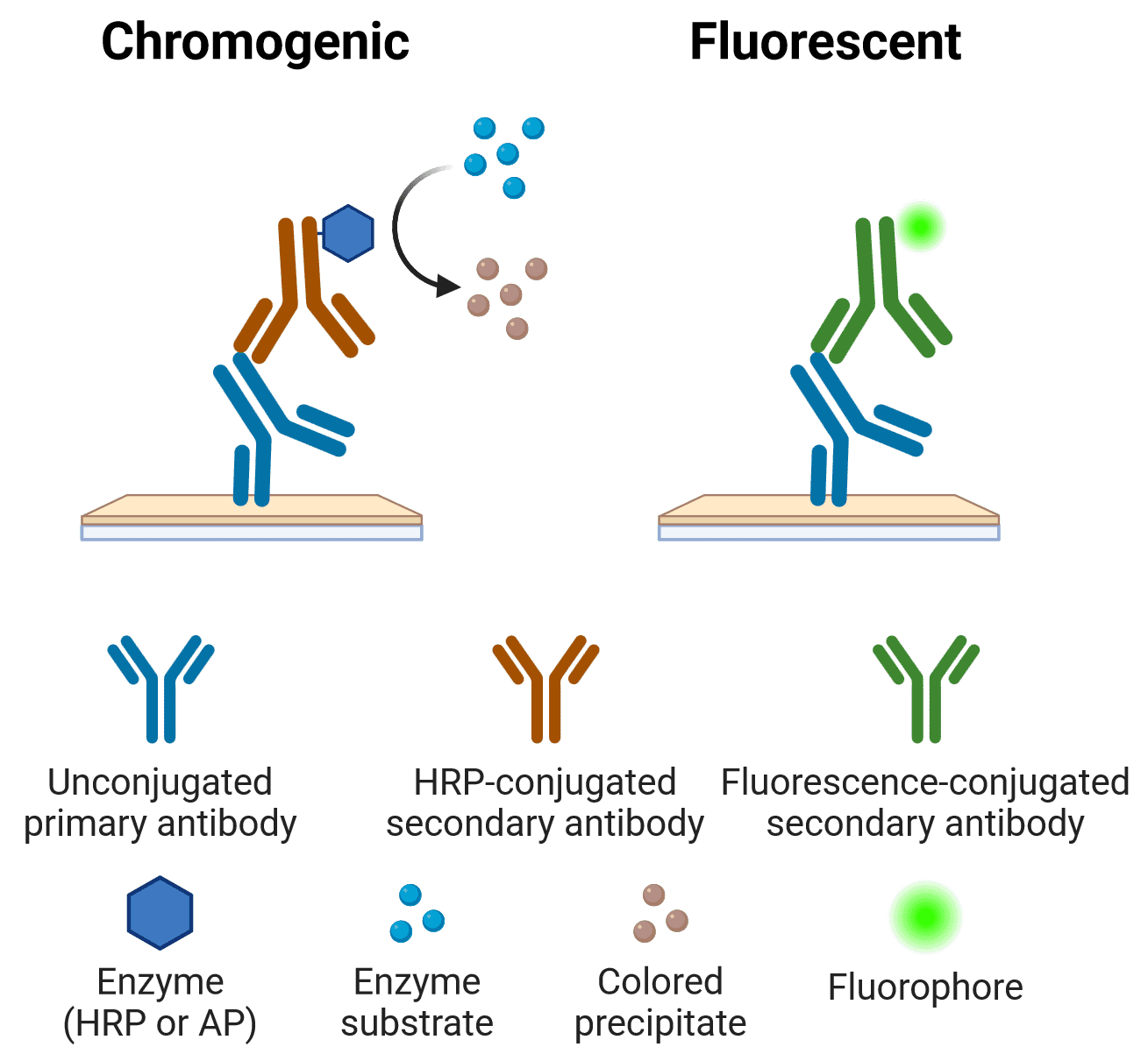 Immunohistochemistry (IHC): The Complete Guide | Antibodies.com
